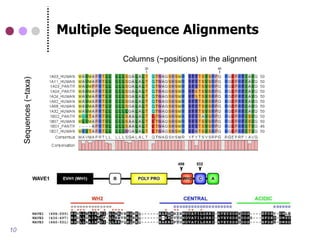 BITS - Introduction to comparative genomics | PDF