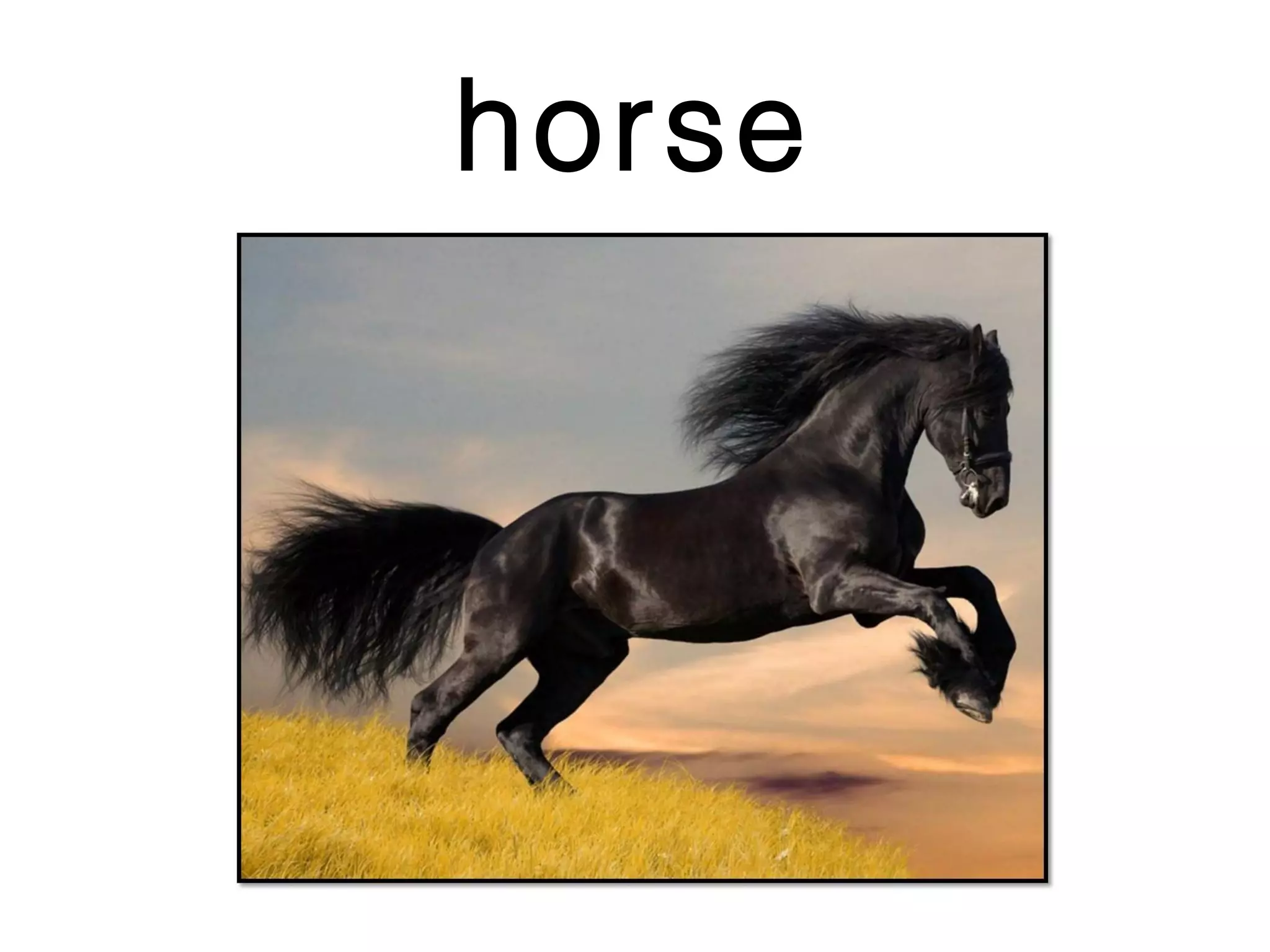 Bits Starters (animals) | PPT