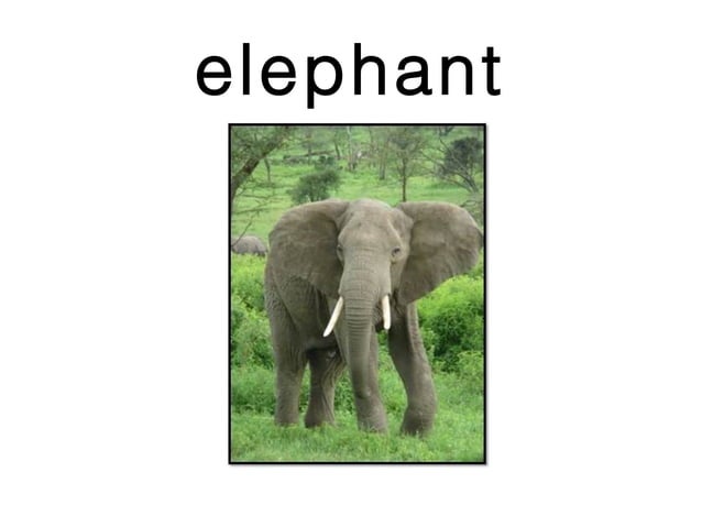 Bits Starters (animals) | PPT