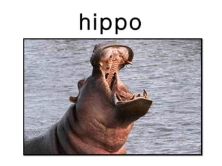 Bits Starters (animals) | PPT