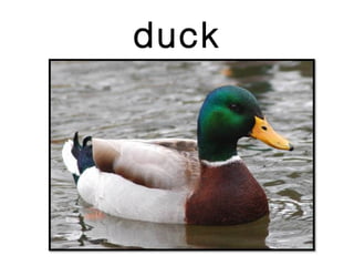 Bits Starters (animals) | PPT