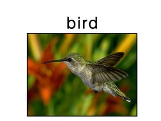 Bits Starters (animals) | PPT