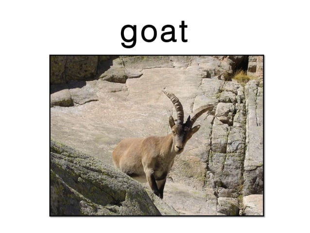 Bits Starters (animals) | PPT