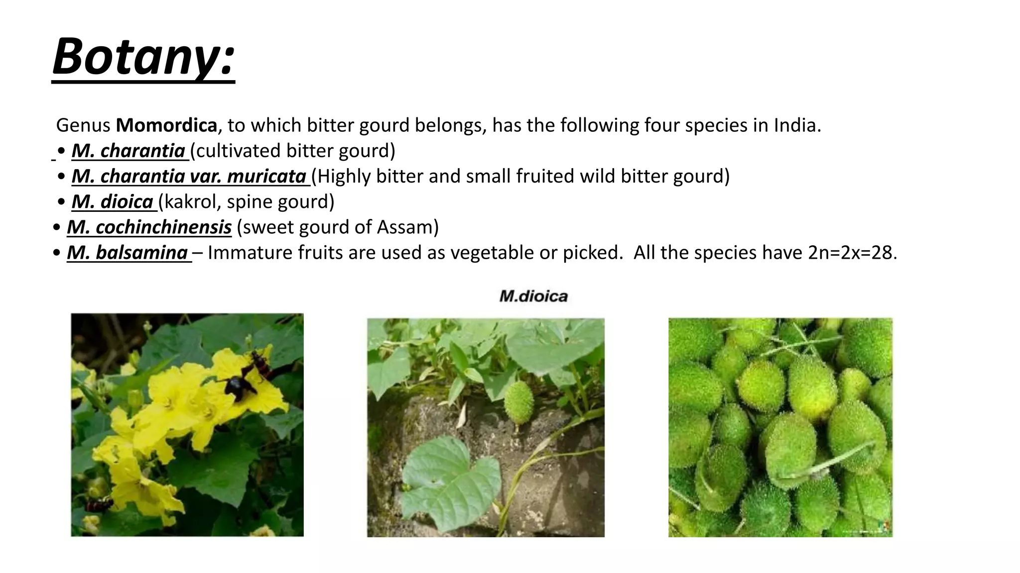 Bittergourd, Bitter gourd | PPTX