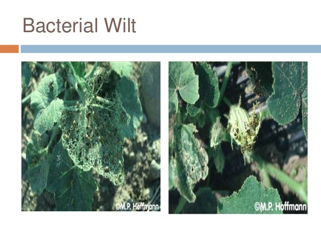 Bitter Gourd Diseases A Lecture On Tot Training Of Ffs By Mr Allah