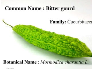 Bitter gourd insects A Lecture By Allah Dad Khan Provincial Coordinator ...