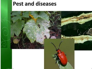Bitter gourd insects A Lecture By Allah Dad Khan Provincial Coordinator ...