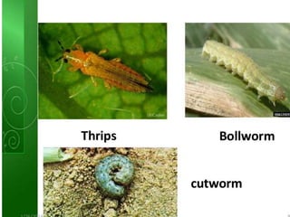 Bitter gourd insects A Lecture By Allah Dad Khan Provincial Coordinator ...