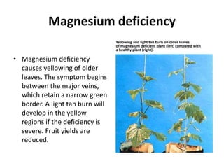 Bitter gourd physiological disorder By Mr. Allah Dad Khan Provincial ...