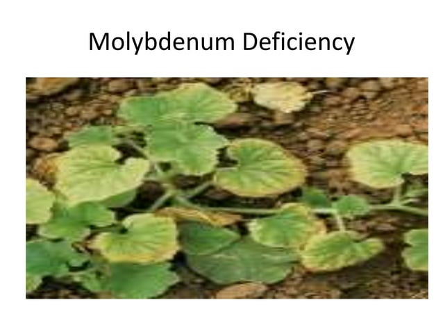 Bitter gourd physiological disorder By Mr. Allah Dad Khan Provincial ...