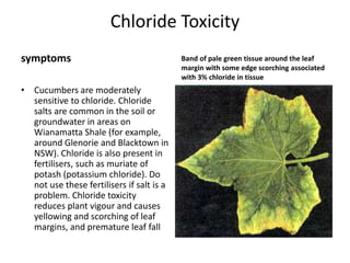 Bitter gourd physiological disorder By Mr. Allah Dad Khan Provincial ...