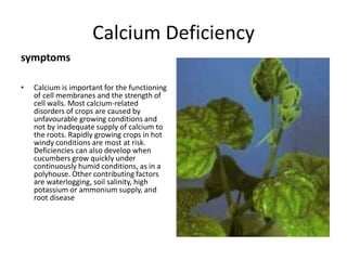 Bitter gourd physiological disorder By Mr. Allah Dad Khan Provincial ...