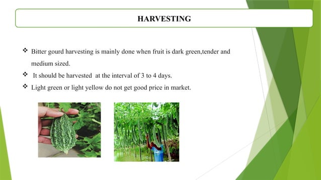 bitter gourd ppt.pptx presentation on the topic of bitter | PPT