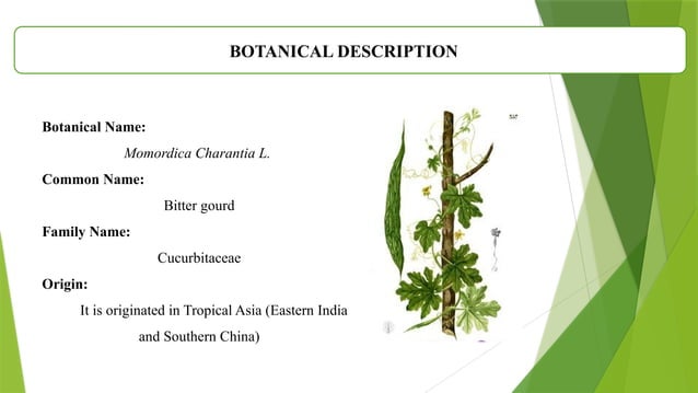 bitter gourd ppt.pptx presentation on the topic of bitter | PPT