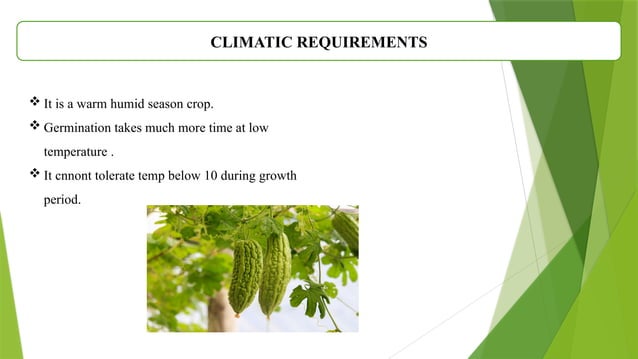 bitter gourd ppt.pptx presentation on the topic of bitter | PPT