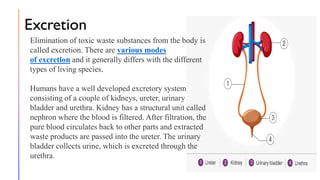 life processes class 10th | PDF