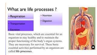 life processes class 10th | PDF