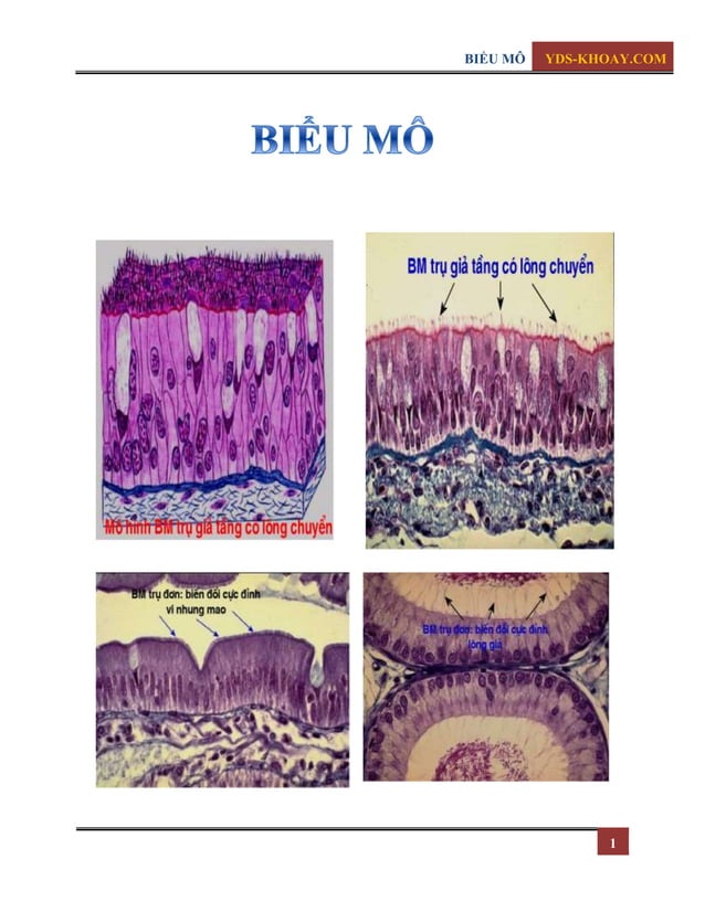 Biểu mô | PDF