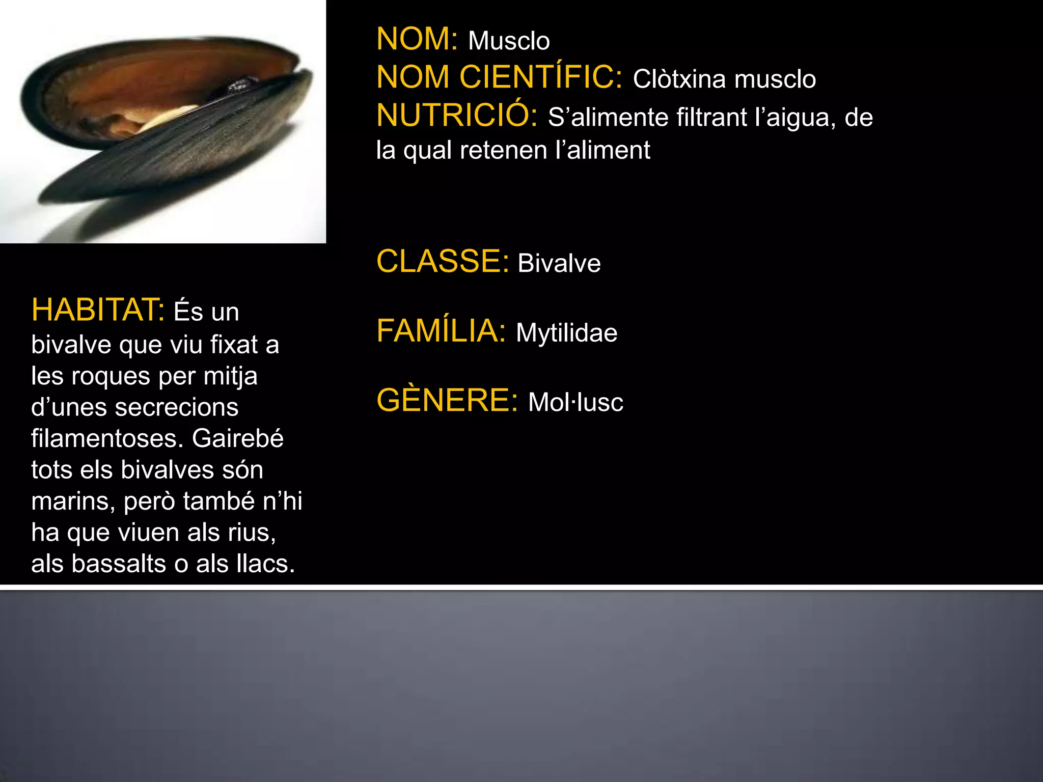 Bivalve musclo | PPTX