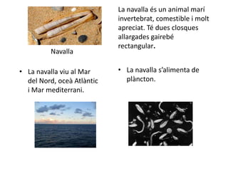 Bivalve navalla | PPTX