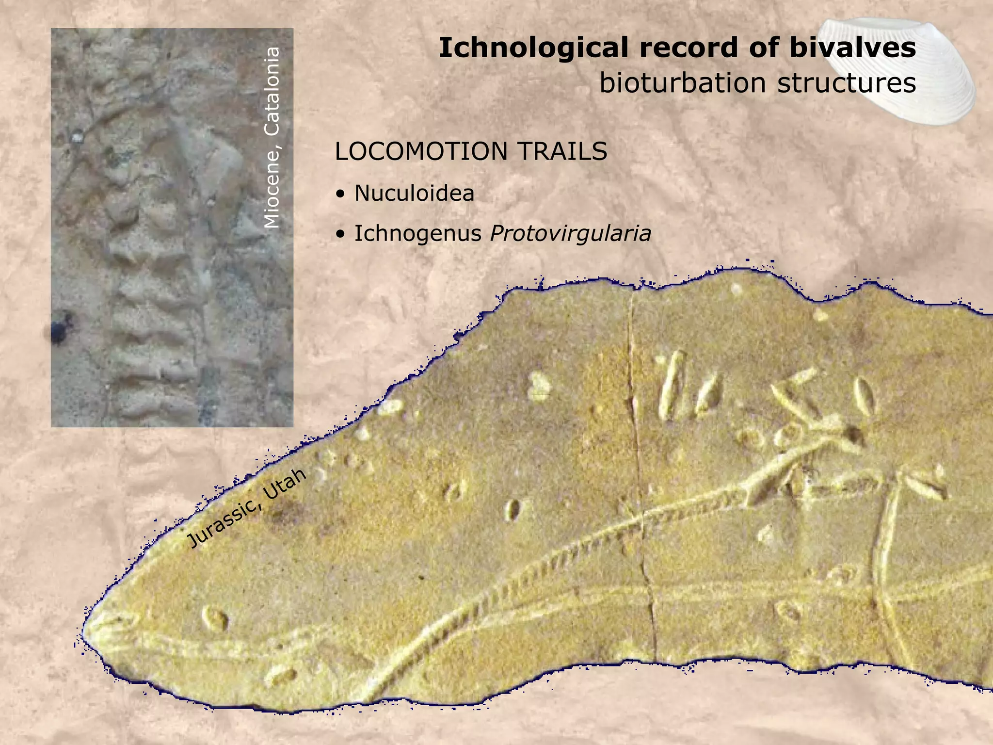Nuculoidean trace fossils | PPT