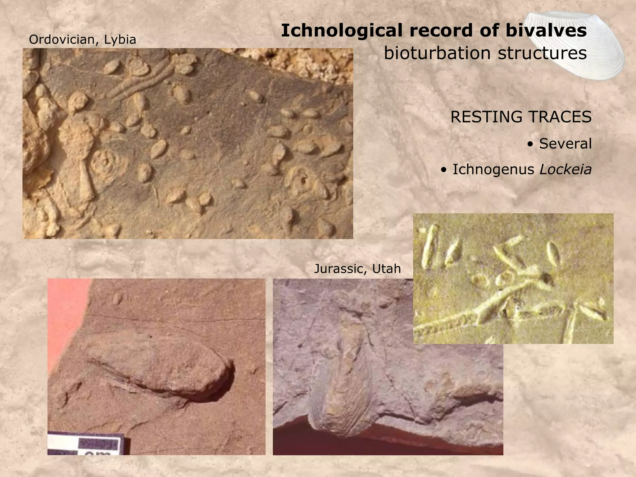 Nuculoidean trace fossils | PPT
