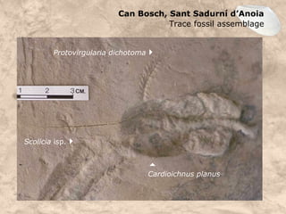 Nuculoidean trace fossils | PPT