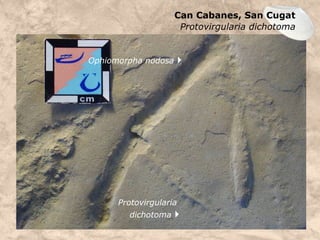 Nuculoidean trace fossils | PPT