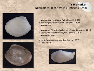 Nuculoidean trace fossils | PPT