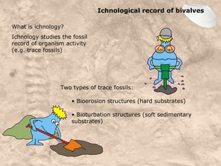 Nuculoidean trace fossils | PPT