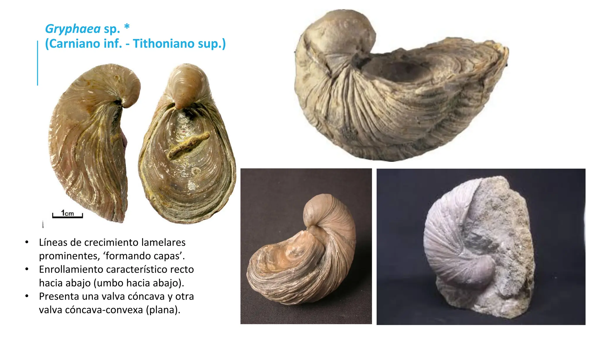 Los bibalvos y sus diferentes tipos de especie | PPT