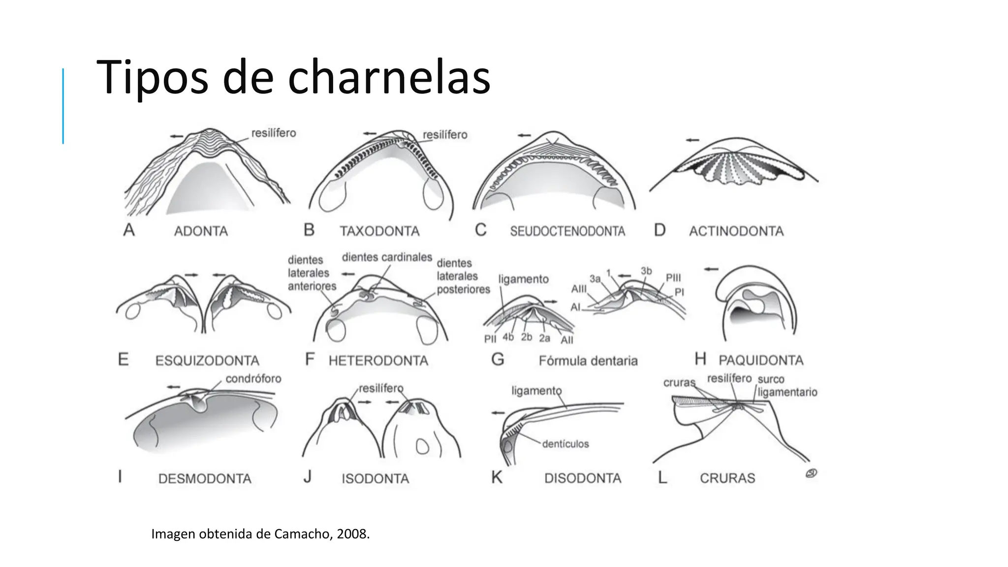 Los bibalvos y sus diferentes tipos de especie | PPT
