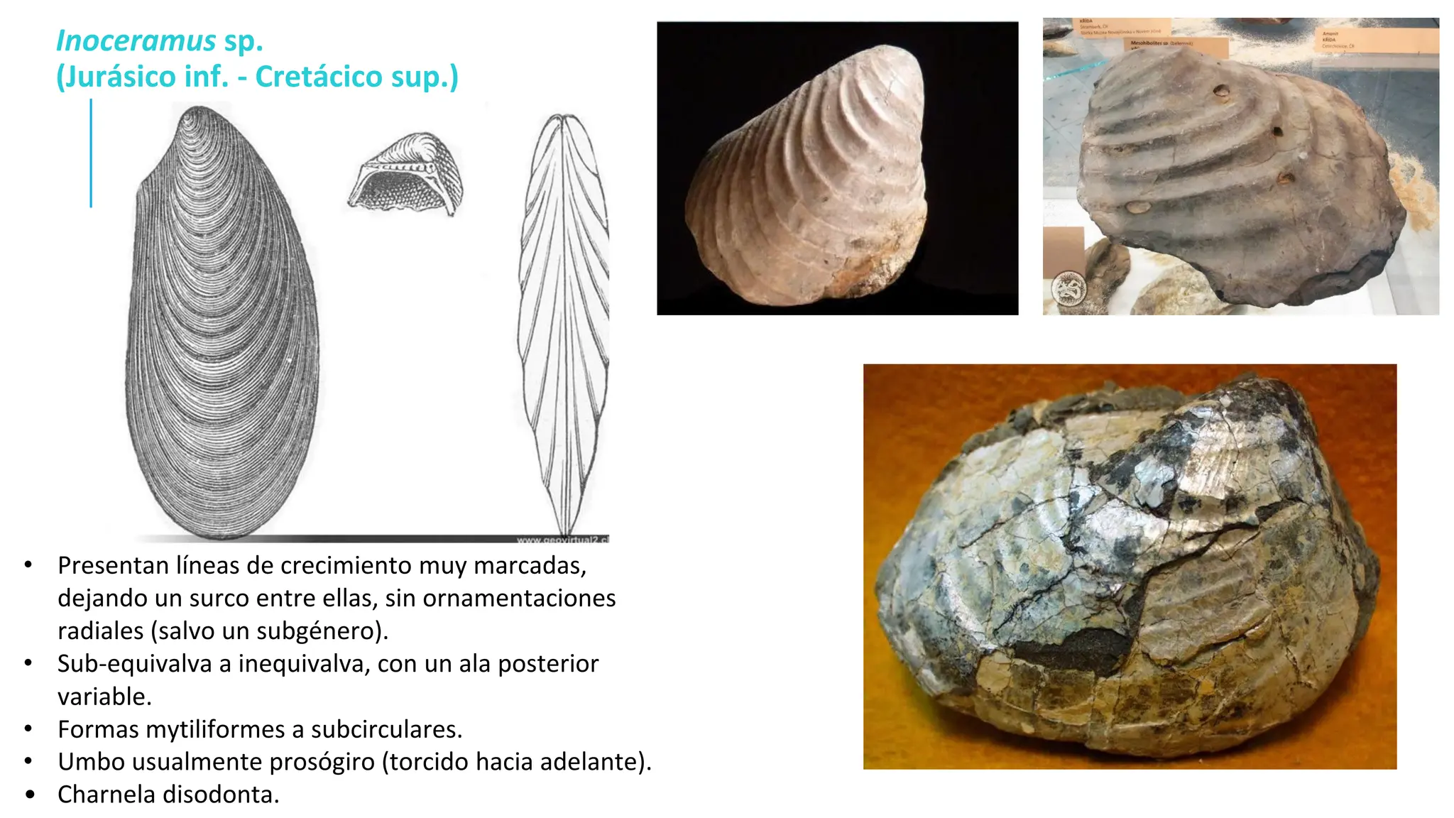 Los bibalvos y sus diferentes tipos de especie | PPT
