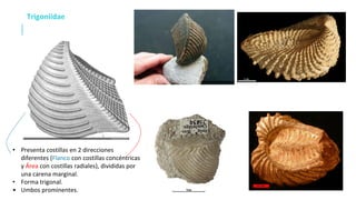 Los bibalvos y sus diferentes tipos de especie | PDF