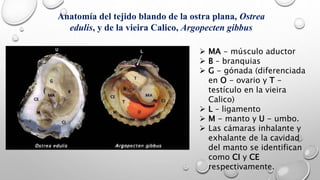 Bivalvos, gasteropodos | PPTX