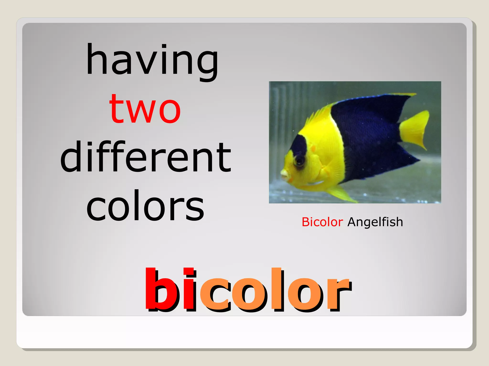 Bi vocabulary words | PPT