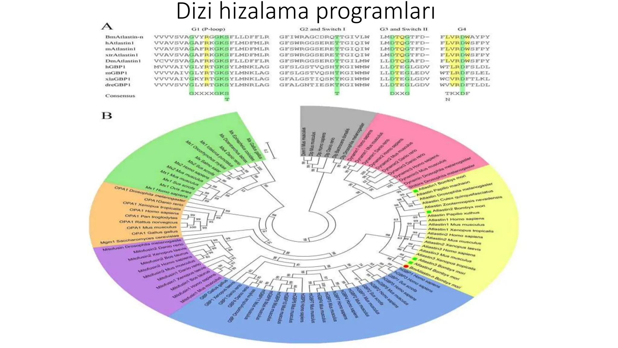 Bioinformatics-3-sequence_analysis_yildiz | PPTX