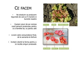 Cosul de legume | PPTX