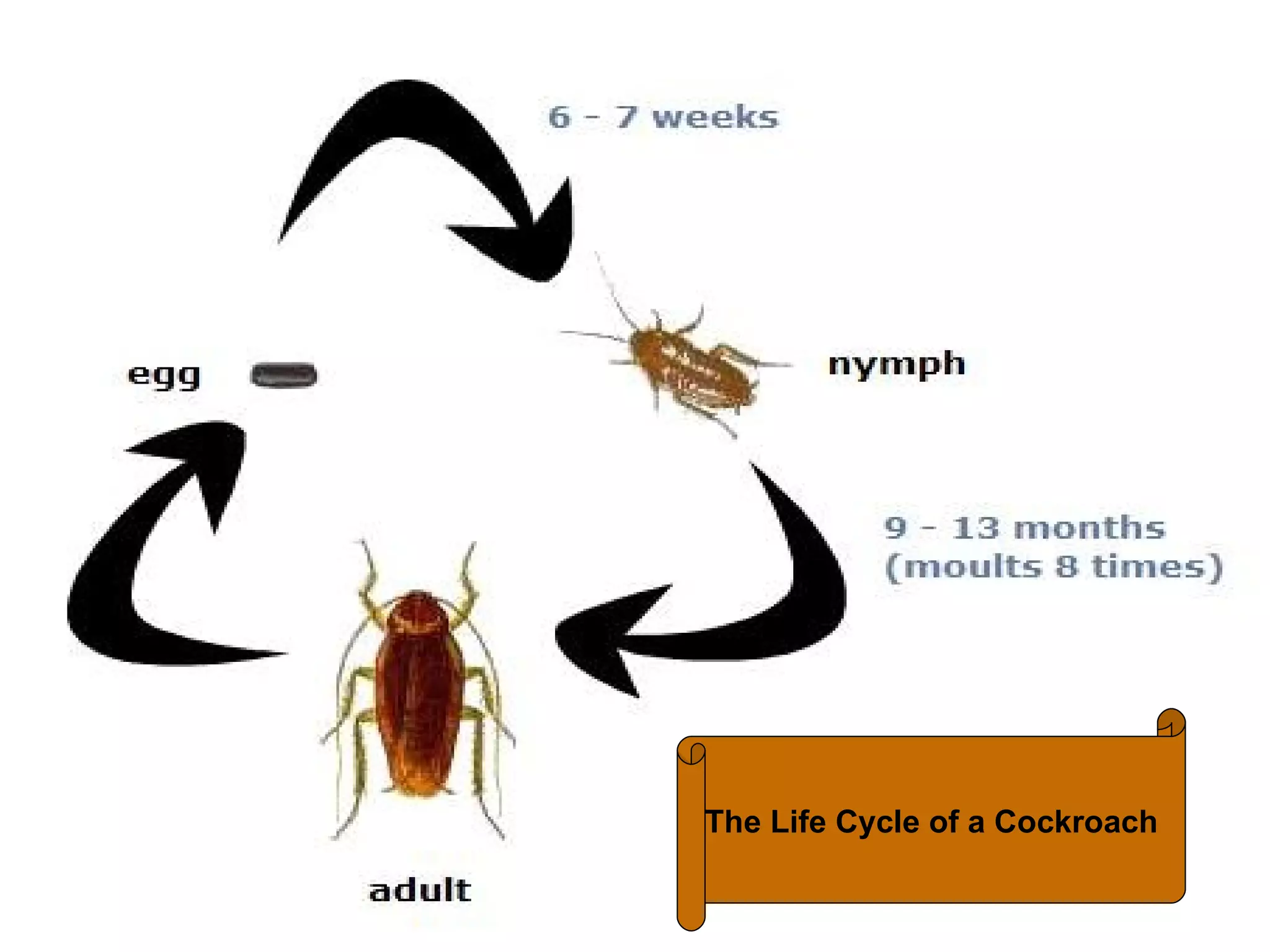 A Cockroach's Life Cycle | PPT