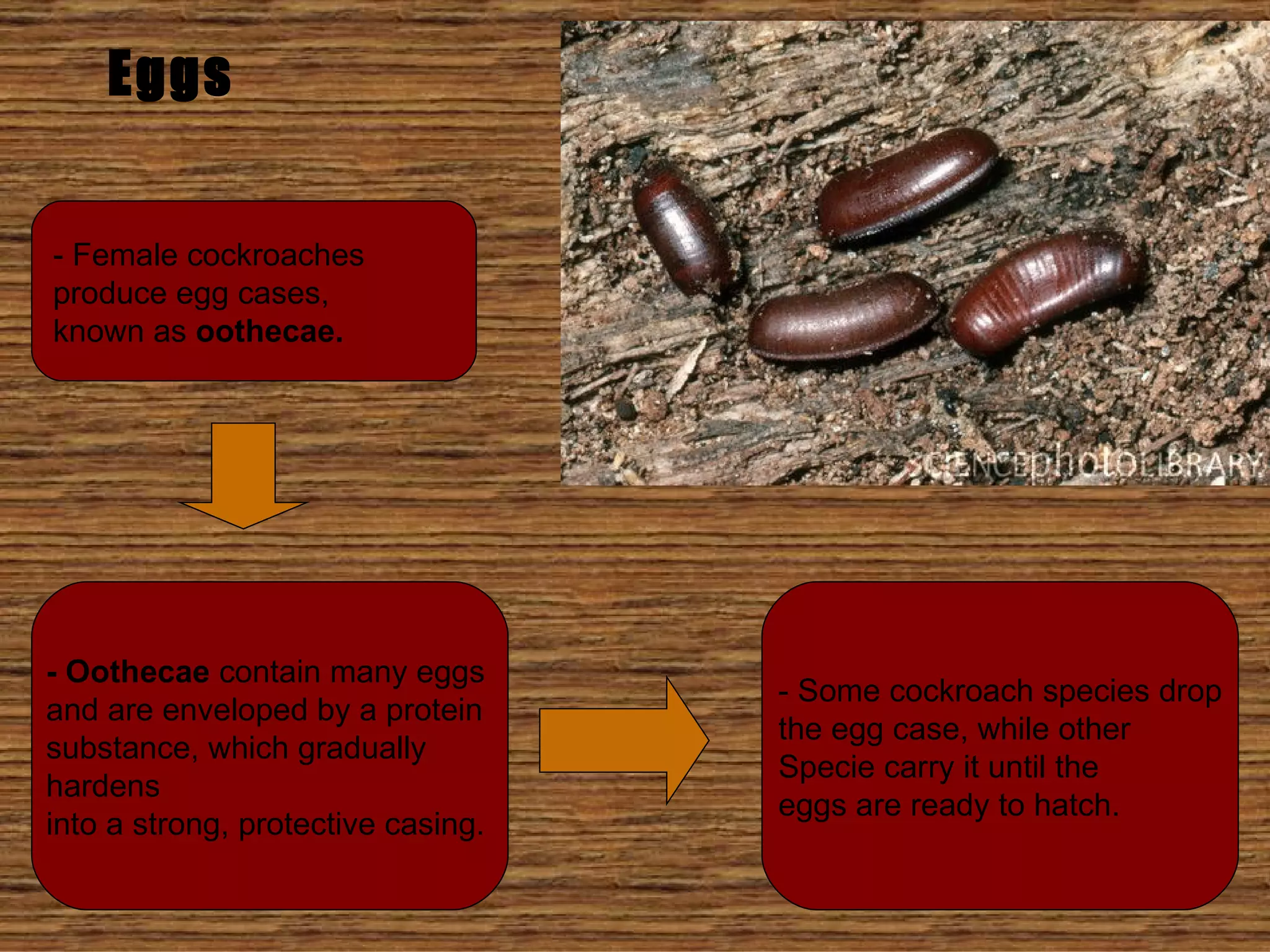 A Cockroach's Life Cycle | PPT