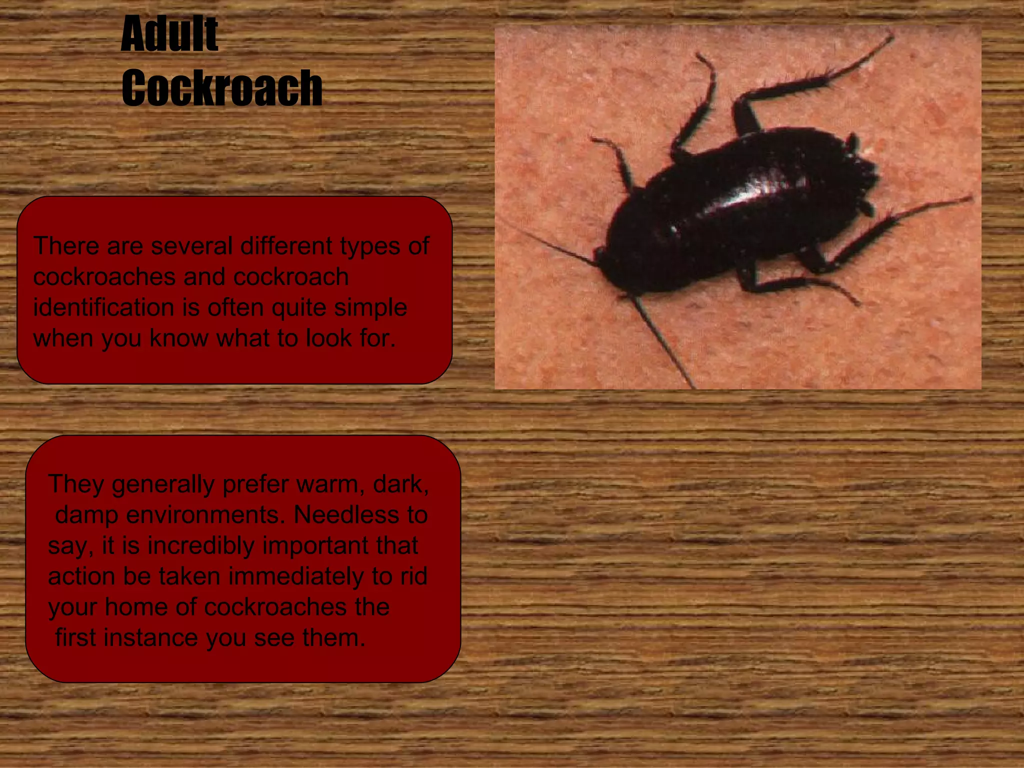 A Cockroach's Life Cycle | PPT