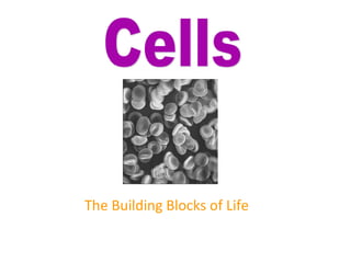 Copy of cell introduction | PPT