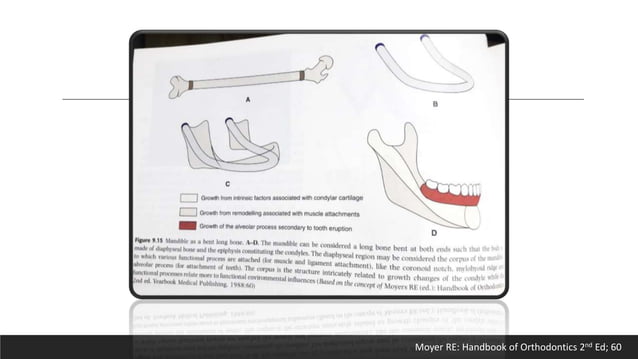 Bjork’s Concept of Jaw Rotation | PPTX | Bone and Joint Conditions ...