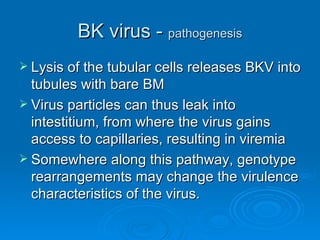 Bk Polyoma Virus | PPT