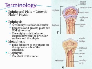 BKK EPIPHYSEAL INJURIES IN CHILDREN- Copy.pptx