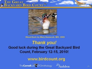 The Great Backyard Bird Count | PPSX | Birdwatching | Hobbies & Interests