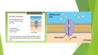 Transport across the cell membrane | PPT