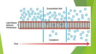 Transport across the cell membrane | PPT