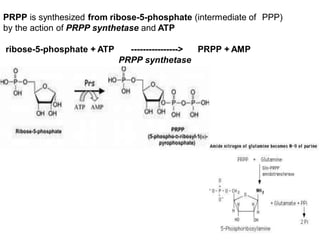 BL2- Purine Metabolism by prof unikl rcmp.pdf