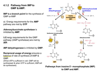 BL2- Purine Metabolism by prof unikl rcmp.pdf